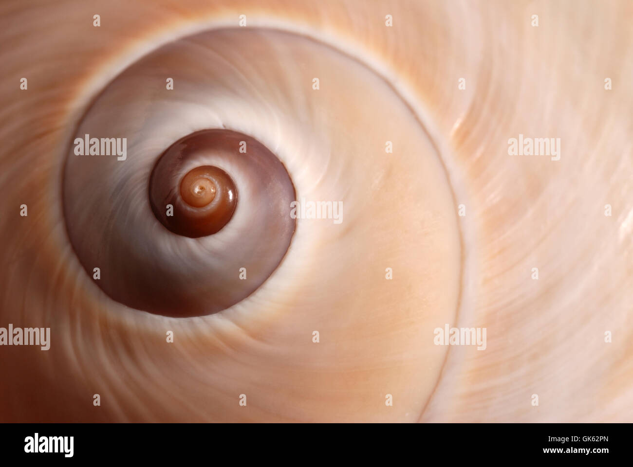 Large cowrie shell hi-res stock photography and images - Alamy