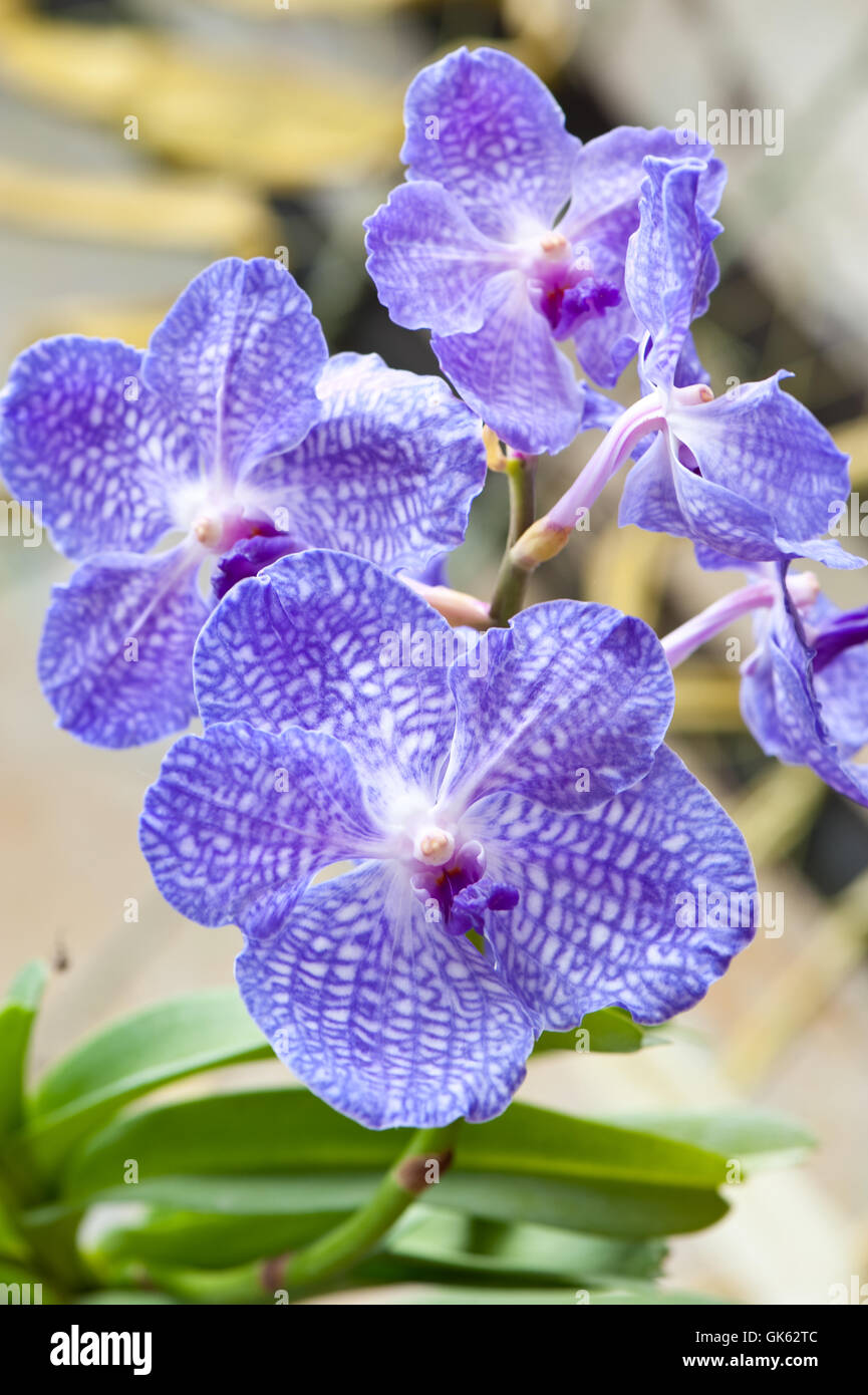 Dark blue orchid Stock Photo - Alamy