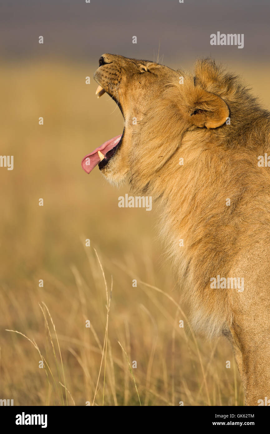 Lion roaring hi-res stock photography and images - Alamy