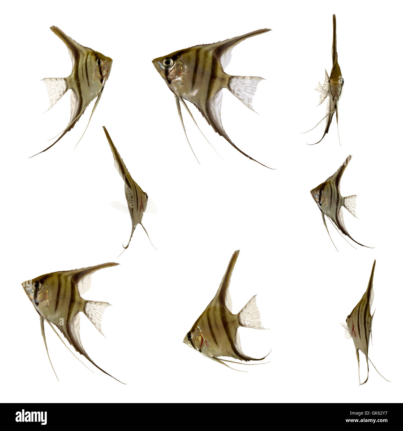 Scalare fish collection Stock Photo - Alamy