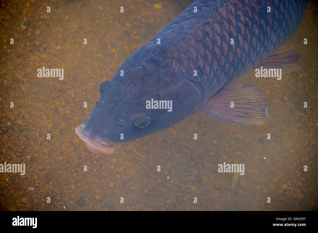 Common carp (Cyprinus carpio) swimming in shallow water Stock Photo - Alamy