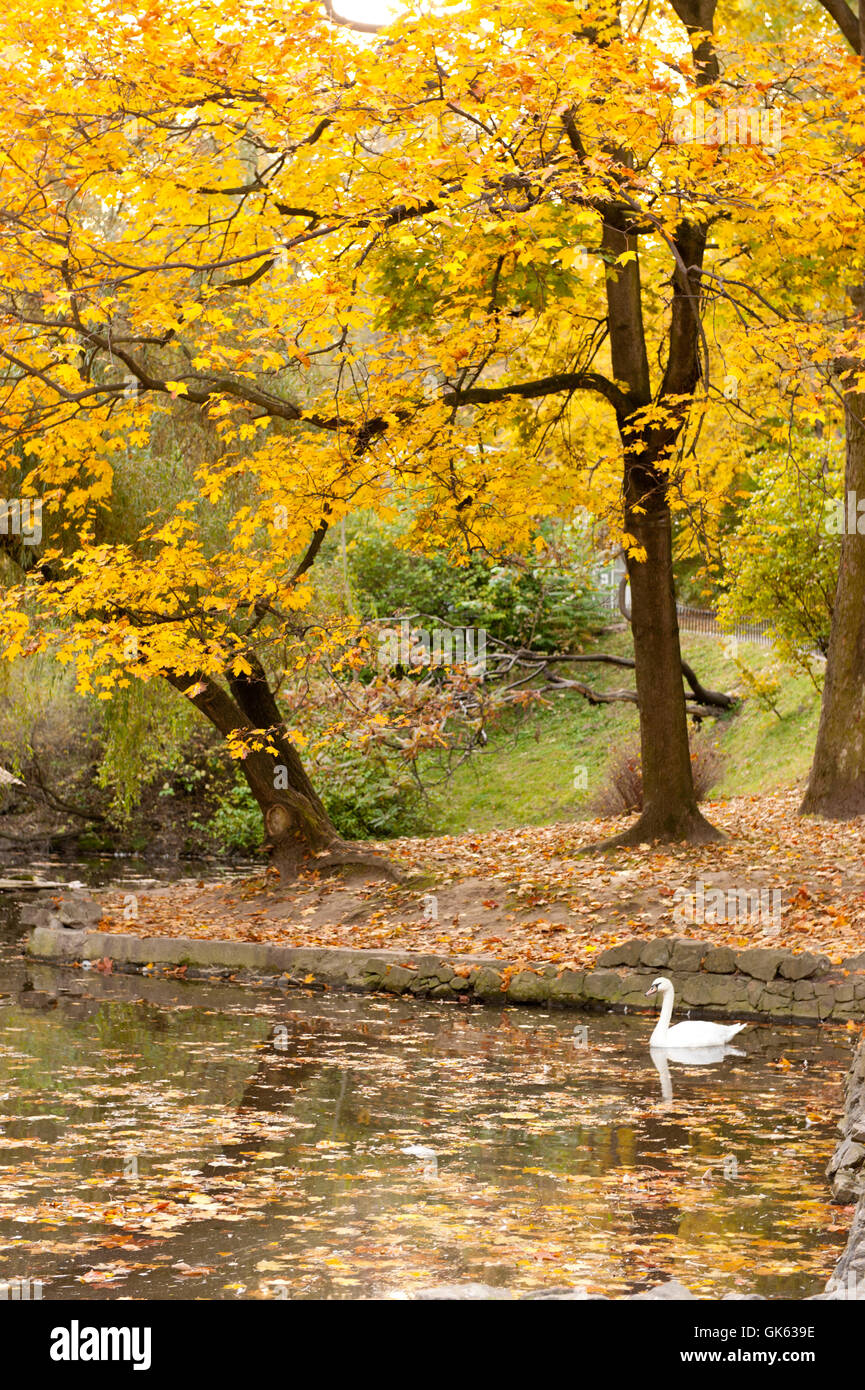 Lake with a swan in autumn park Stock Photo - Alamy