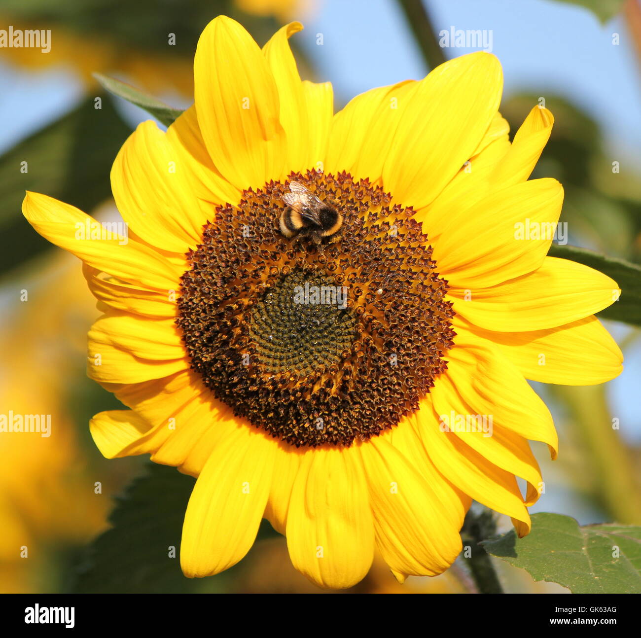 Images Of Sunflowers And Bees at Bobby Holman blog