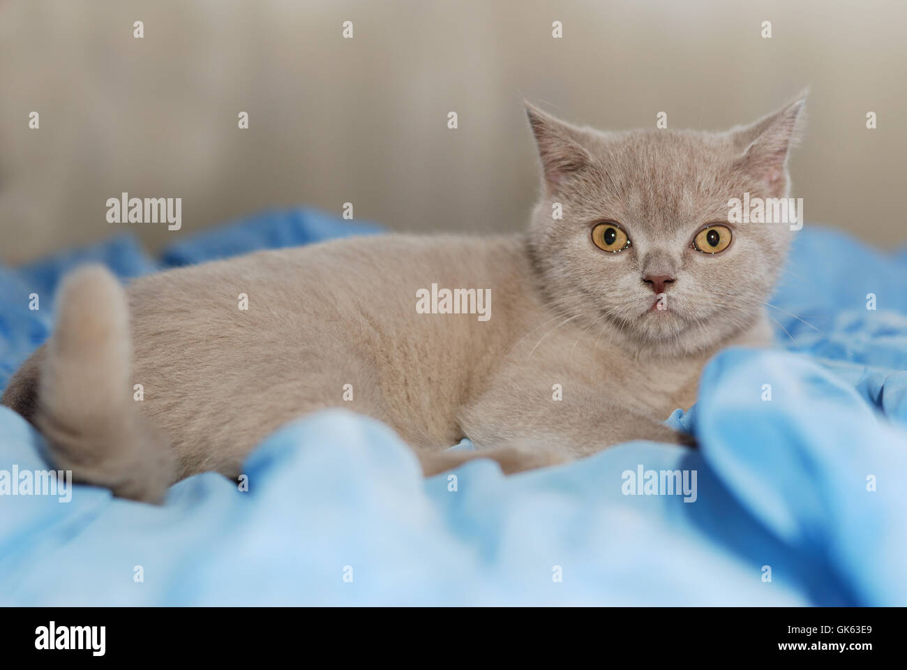 House cat of ashy color Stock Photo - Alamy