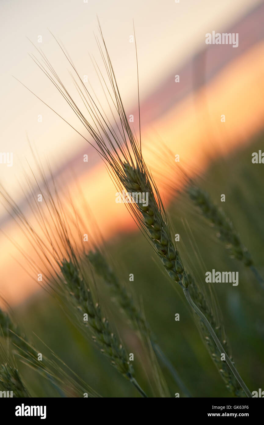 Wheat and sunset Stock Photo - Alamy