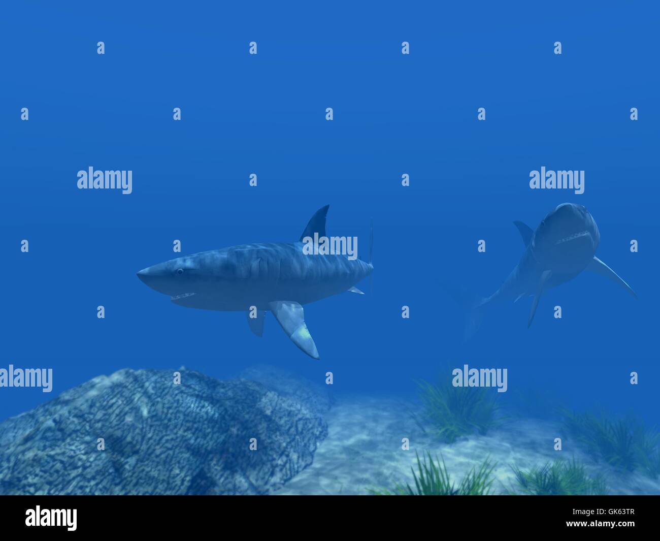 Two sharks under water Stock Photo - Alamy
