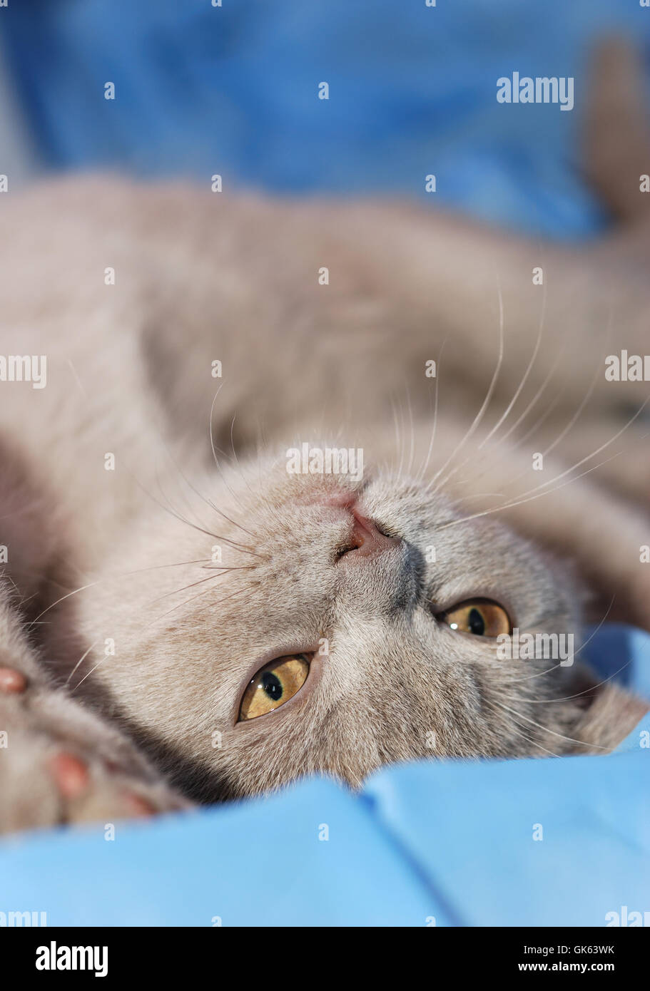 The ashe house hi-res stock photography and images - Alamy