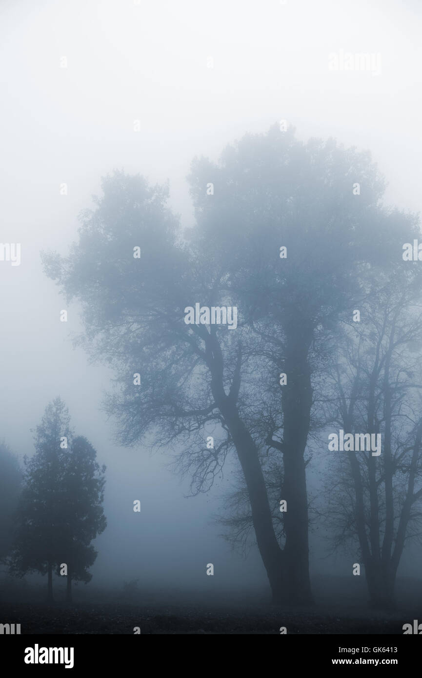Tree in a fog Stock Photo - Alamy