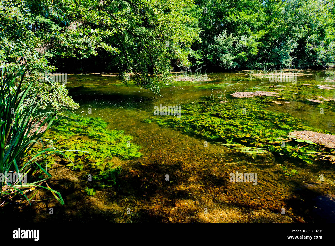 tree slovakia flora Stock Photo - Alamy