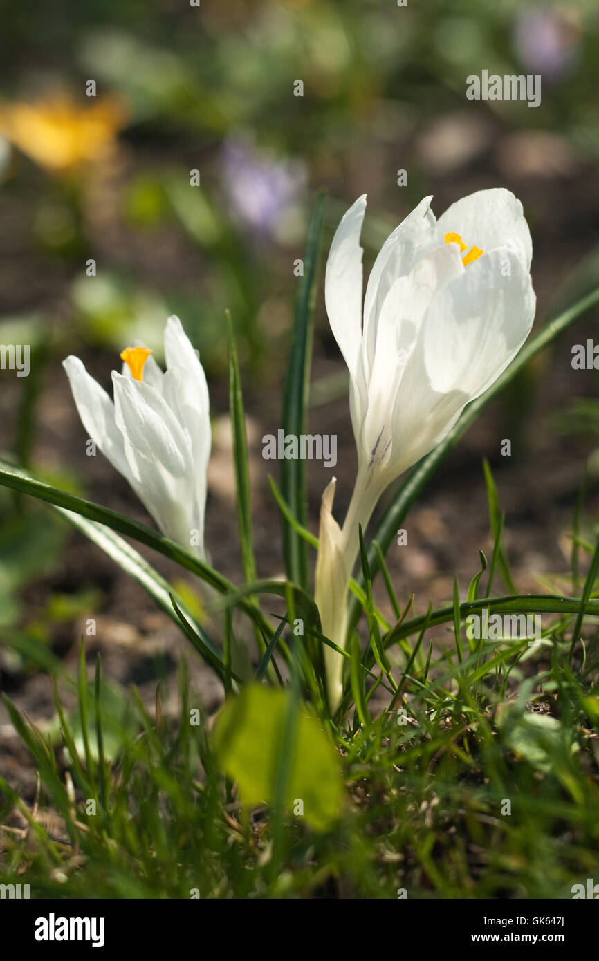 Blooming crocuses in spring flower garden in the park on a sunny ...