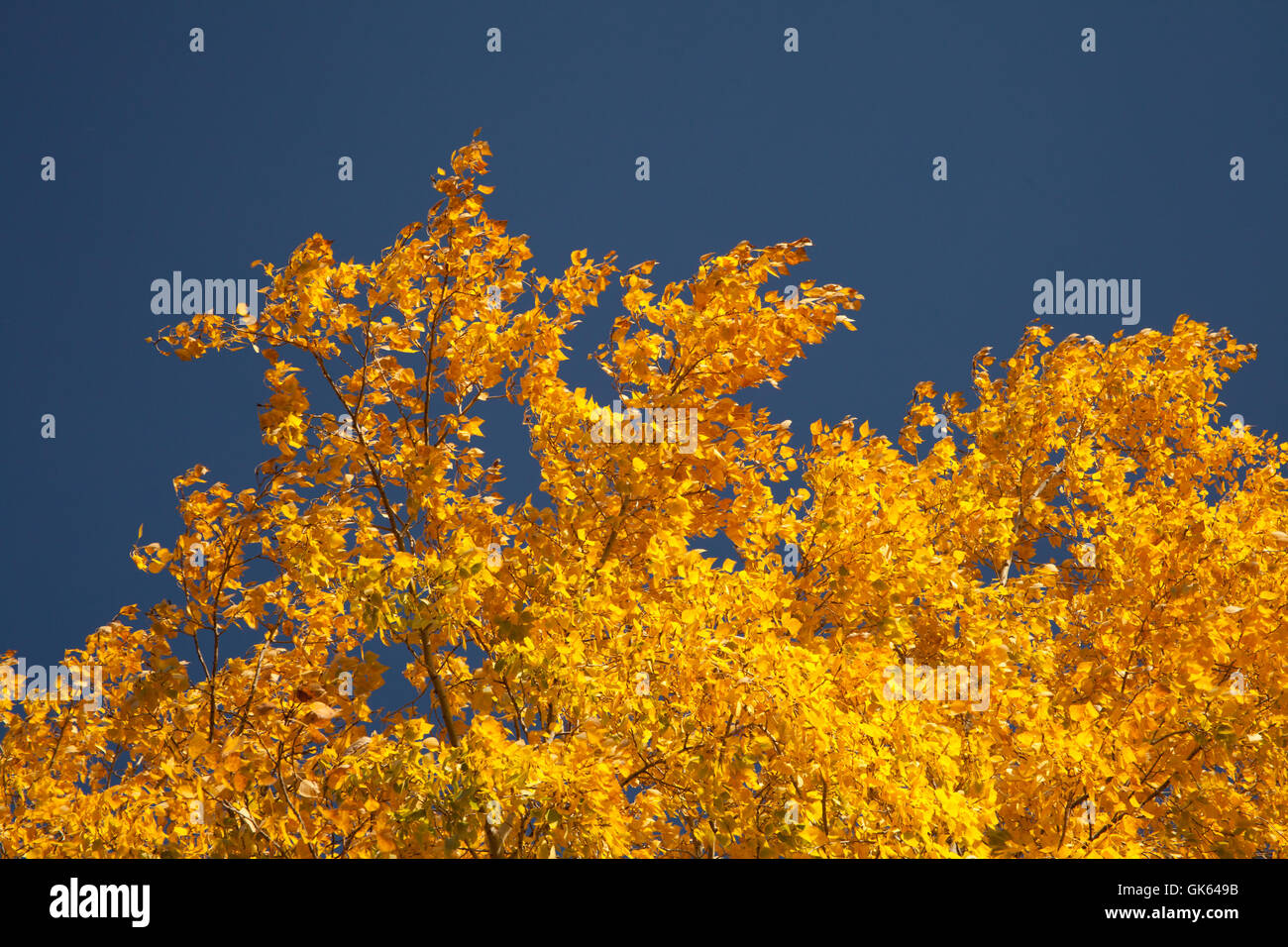 Bright autumn foliage Stock Photo - Alamy