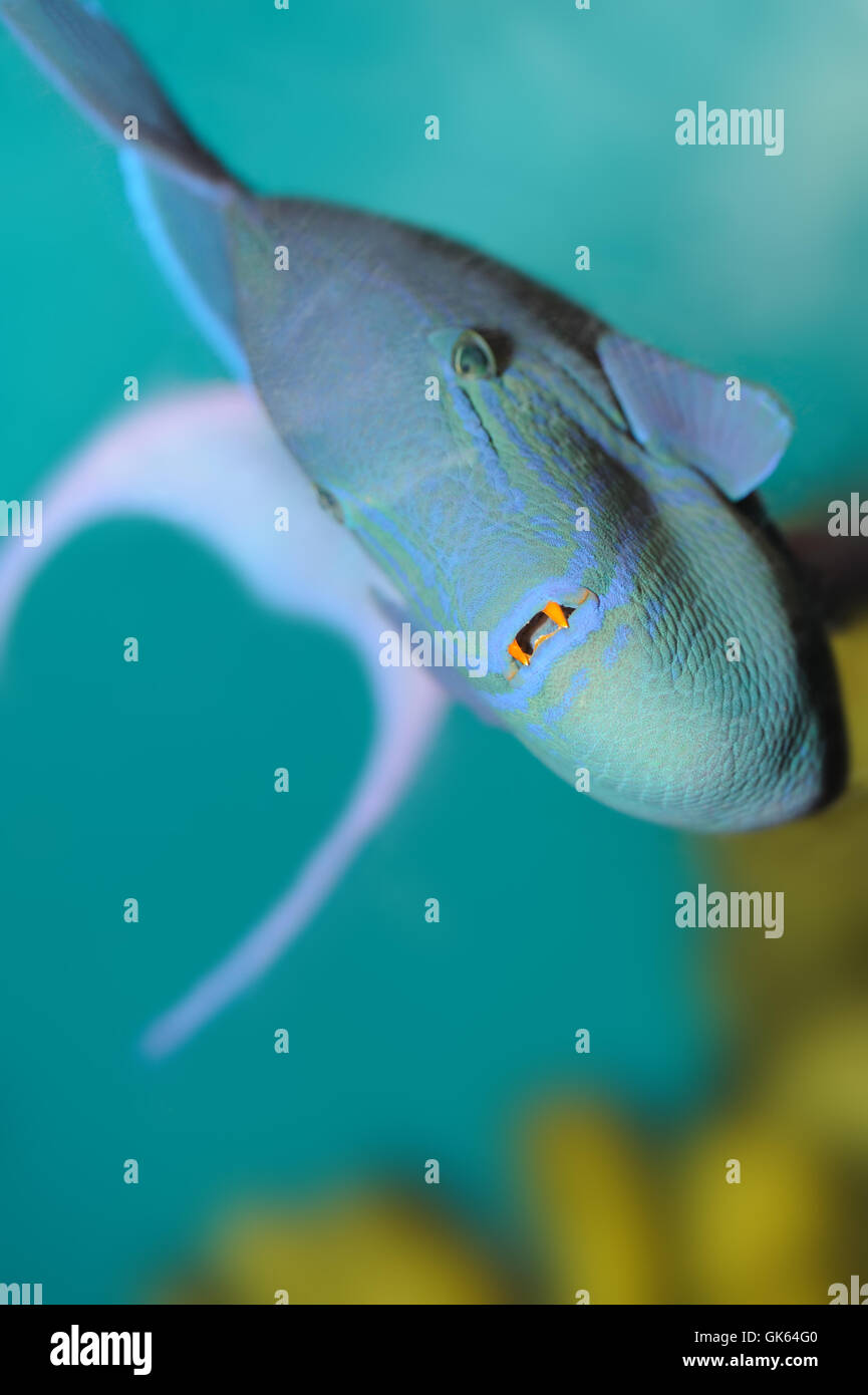 Predatory tropical fish Stock Photo - Alamy