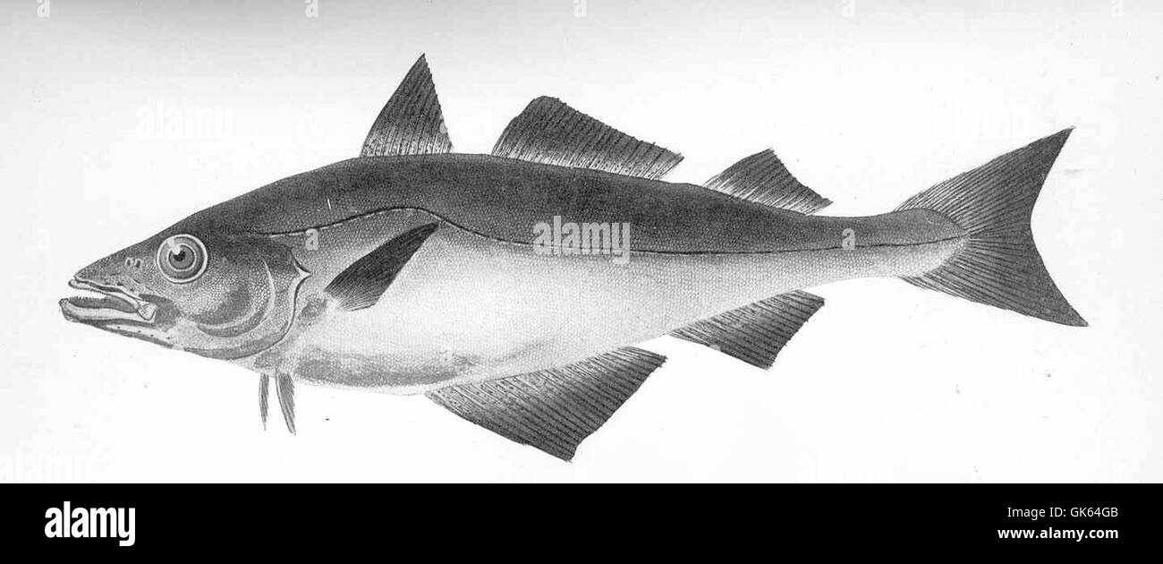Whiting pollack Black and White Stock Photos & Images - Alamy