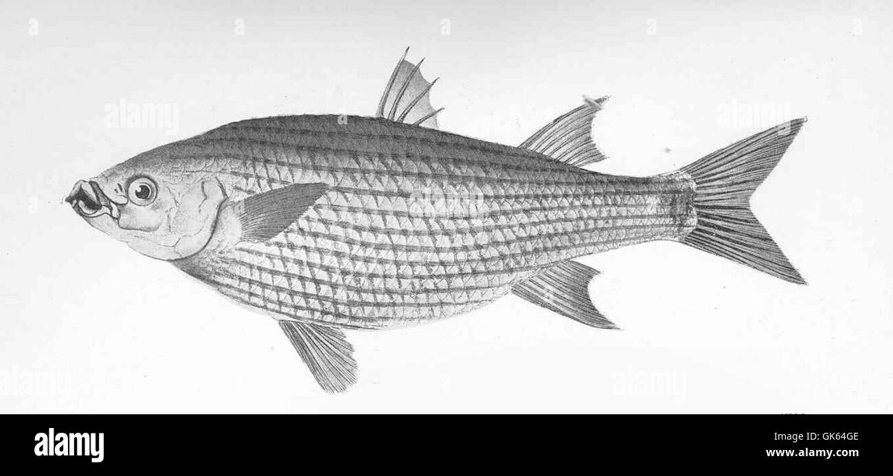 The grey mullet is a coastal fish found in estuaries and shallow waters ...