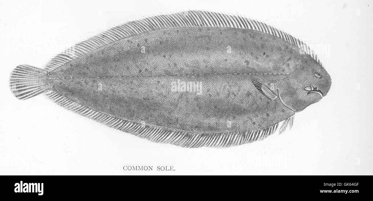 Common sole solea solea hi-res stock photography and images - Alamy