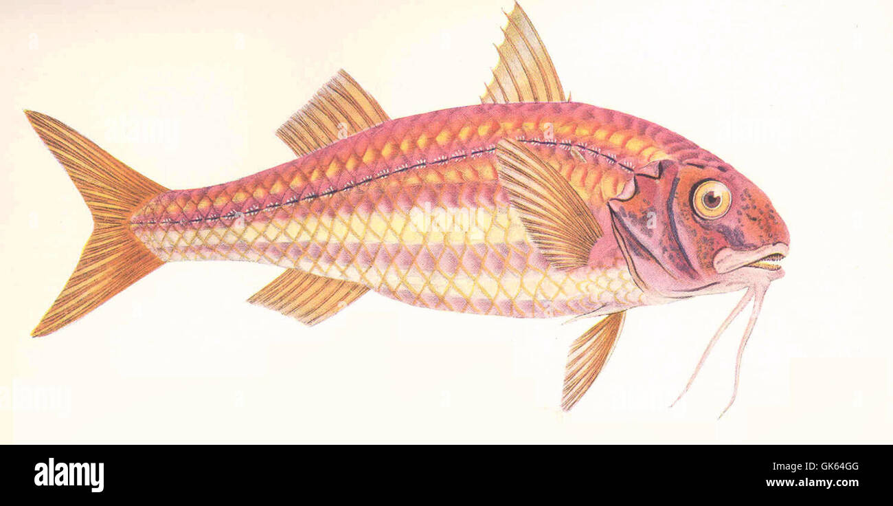Surmullet refers to several species within the *Mullidae* family ...