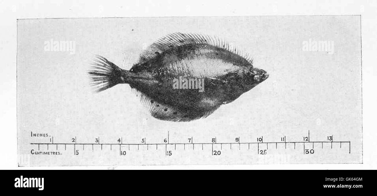 Plates showing the growth patterns of plaice on coastal grounds and the ...
