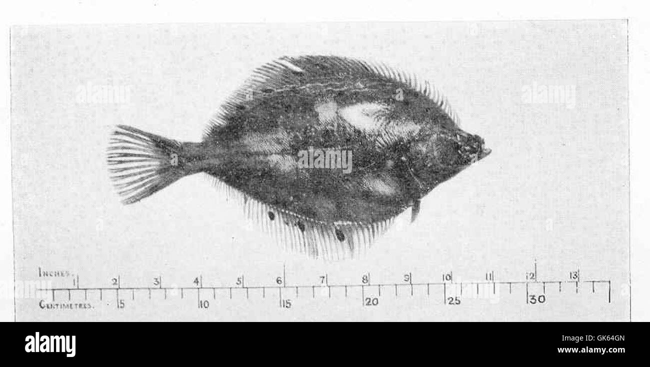 These plates illustrate the growth of plaice, a type of flatfish, on ...