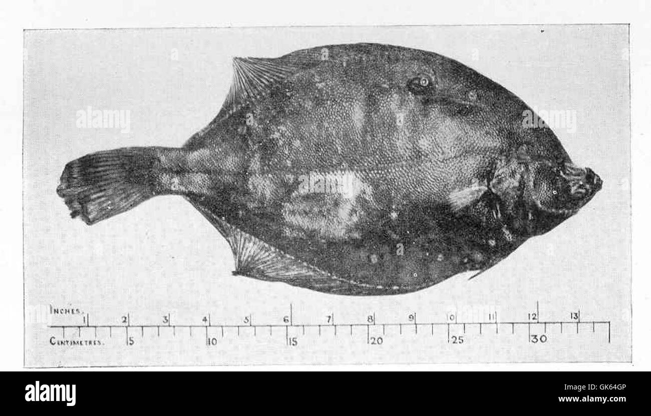 This image displays the growth of plaice fish over seven months on ...