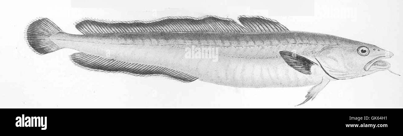 Ling is a species of fish found in the North Atlantic, known for its ...