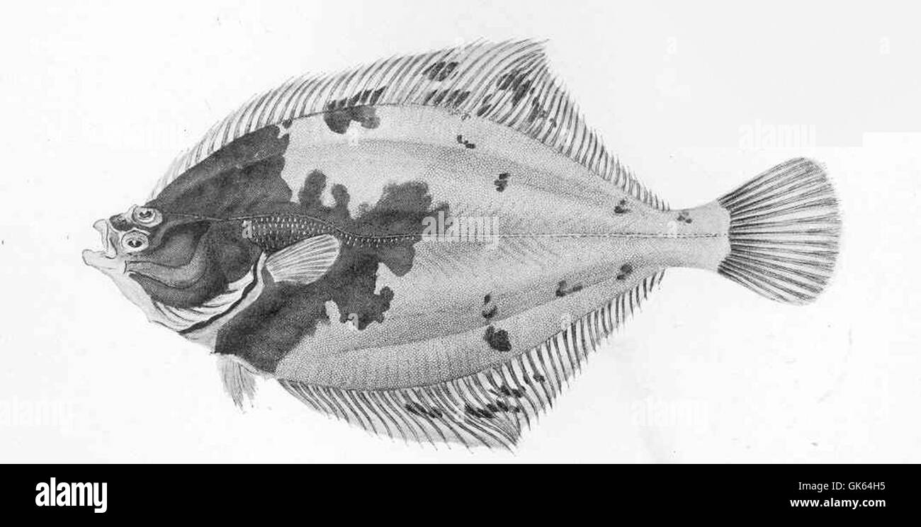 Flounder is a flatfish species known for its asymmetrical body and ...