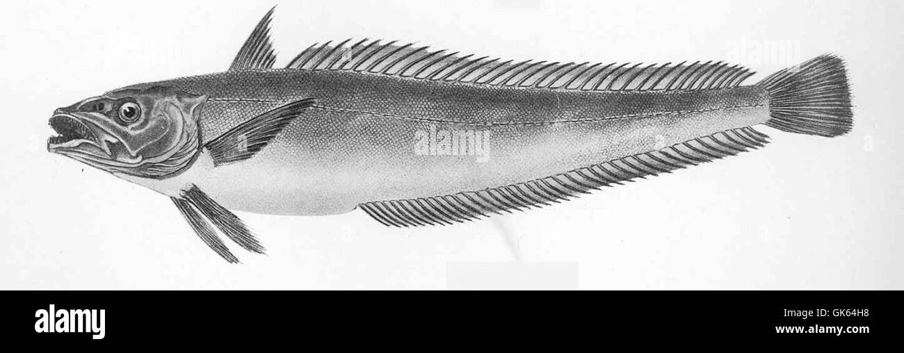 Hake is a species of predatory fish found in both the North Atlantic ...