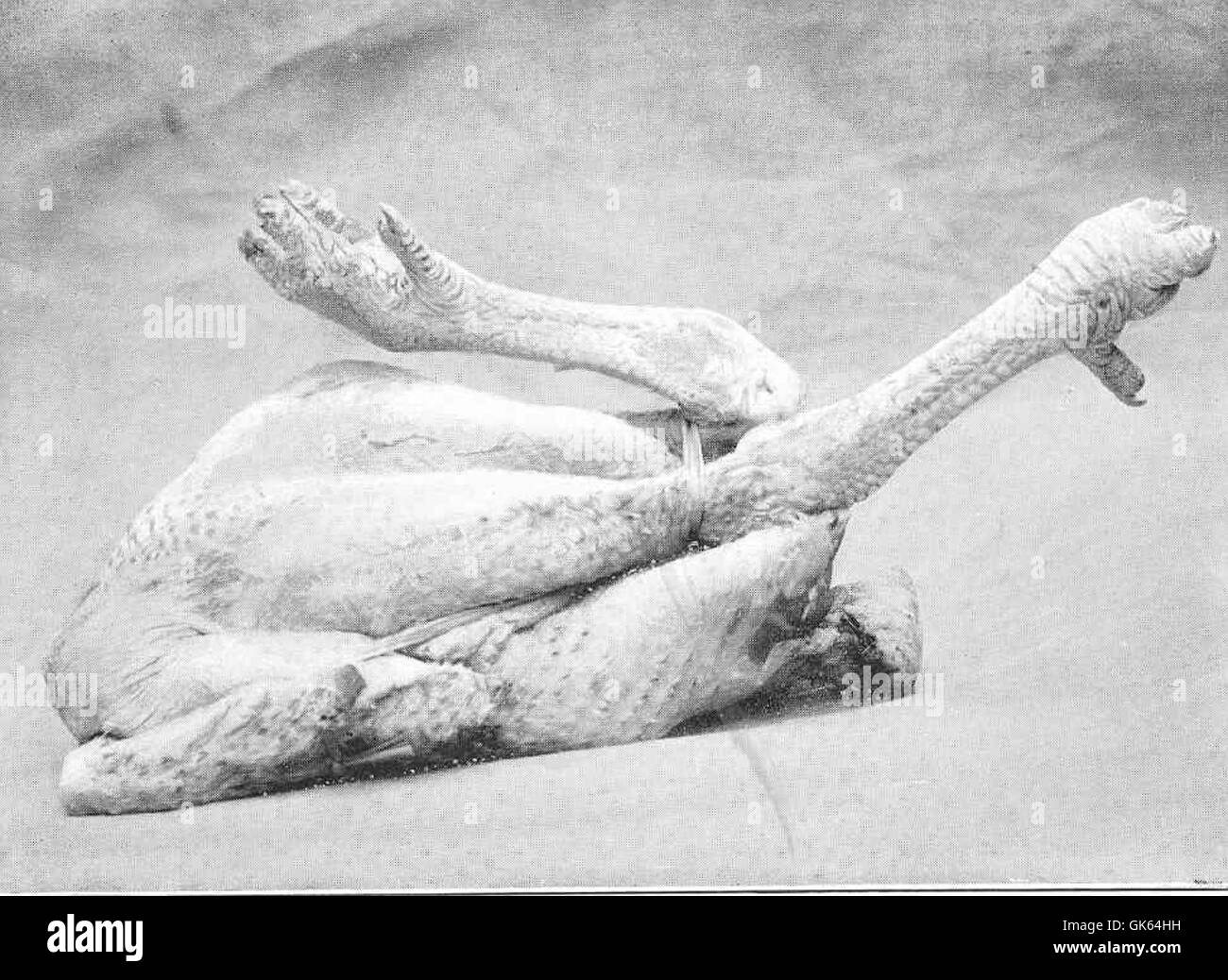This image depicts a poorly prepared fowl, showing a lack of proper ...