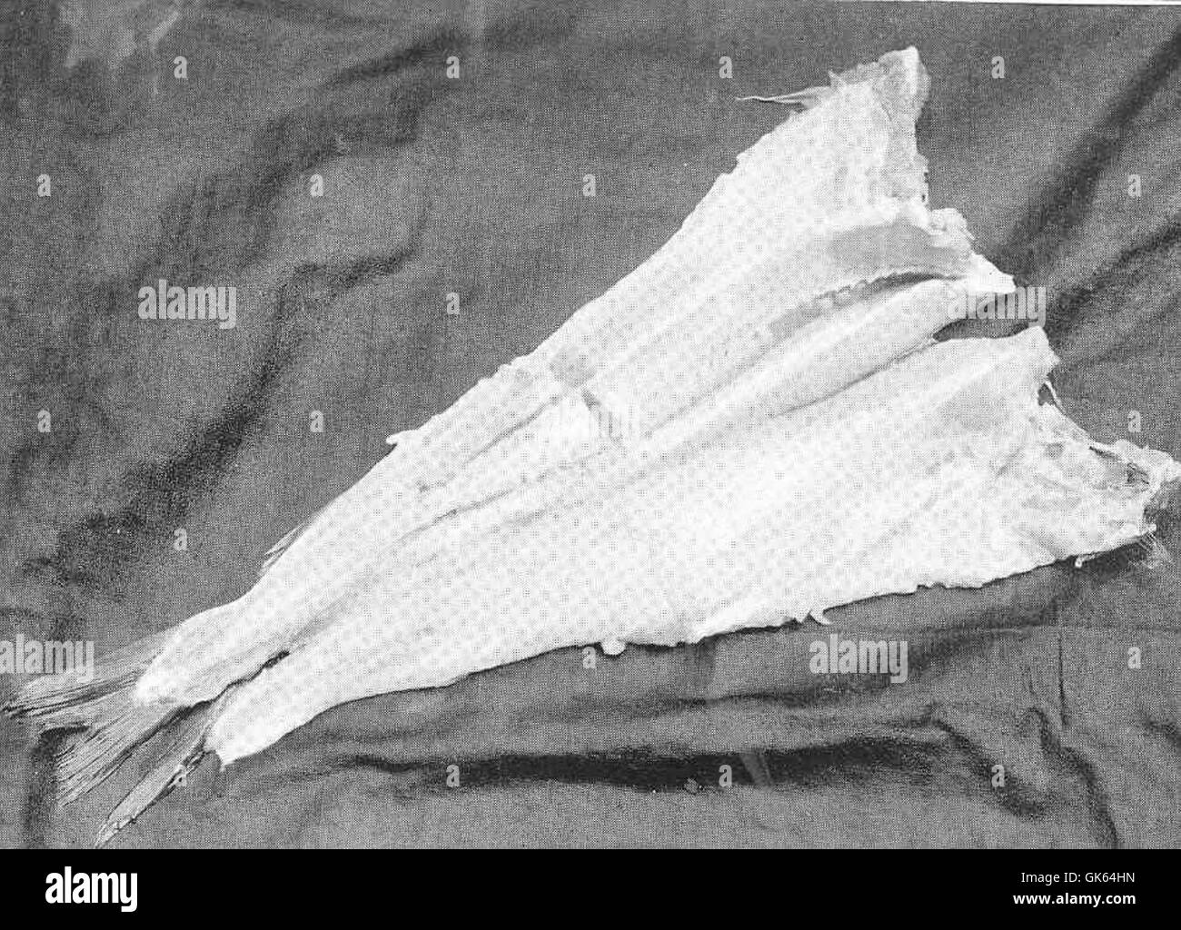 The codling, a juvenile cod, is depicted in an image showing it cut ...