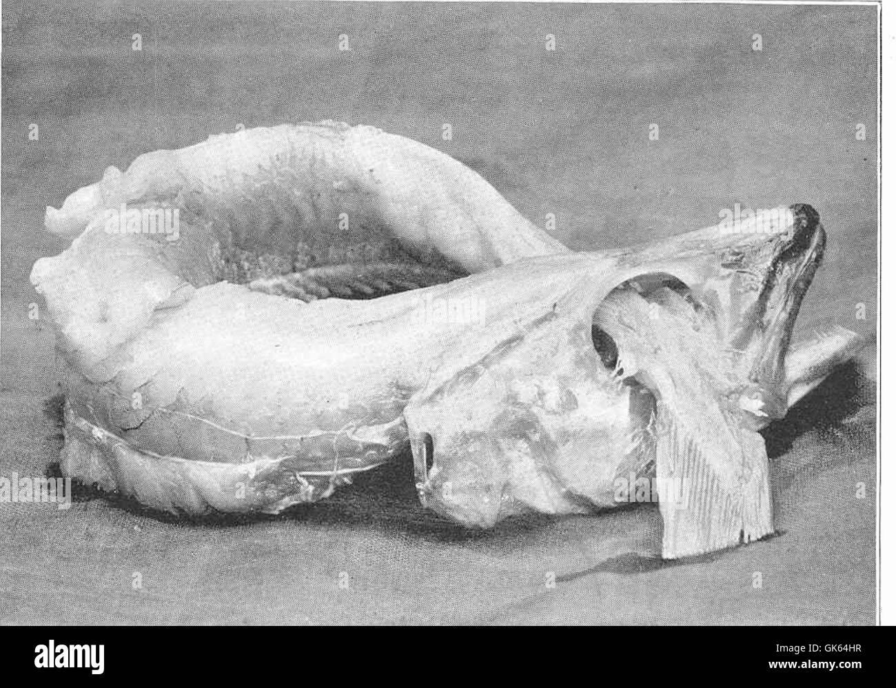 Seafood handling Black and White Stock Photos & Images - Alamy