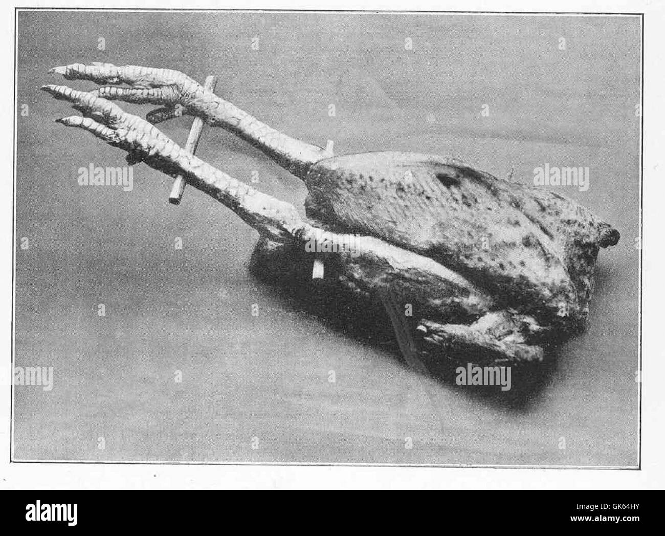 A capon prepared for roasting, with an unfortunate mishandling evident ...