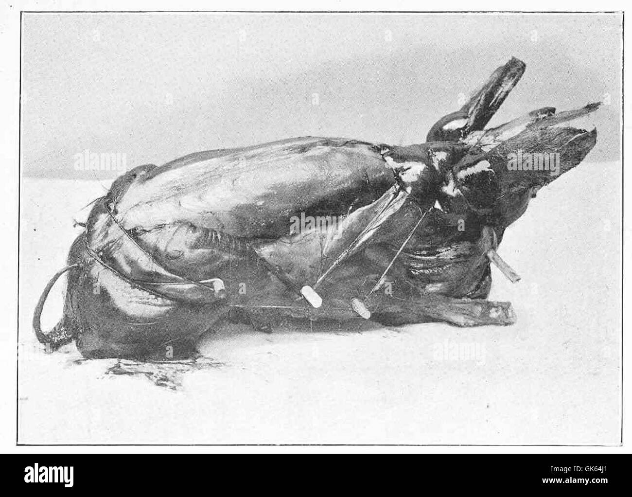 A hare is prepared for roasting, a traditional culinary process where ...