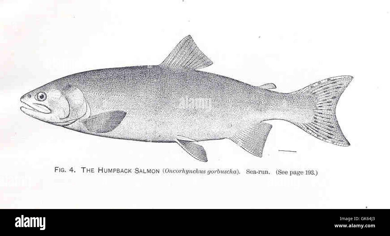 Oncorhynchus gorbuscha, commonly known as the humpback salmon, is a ...