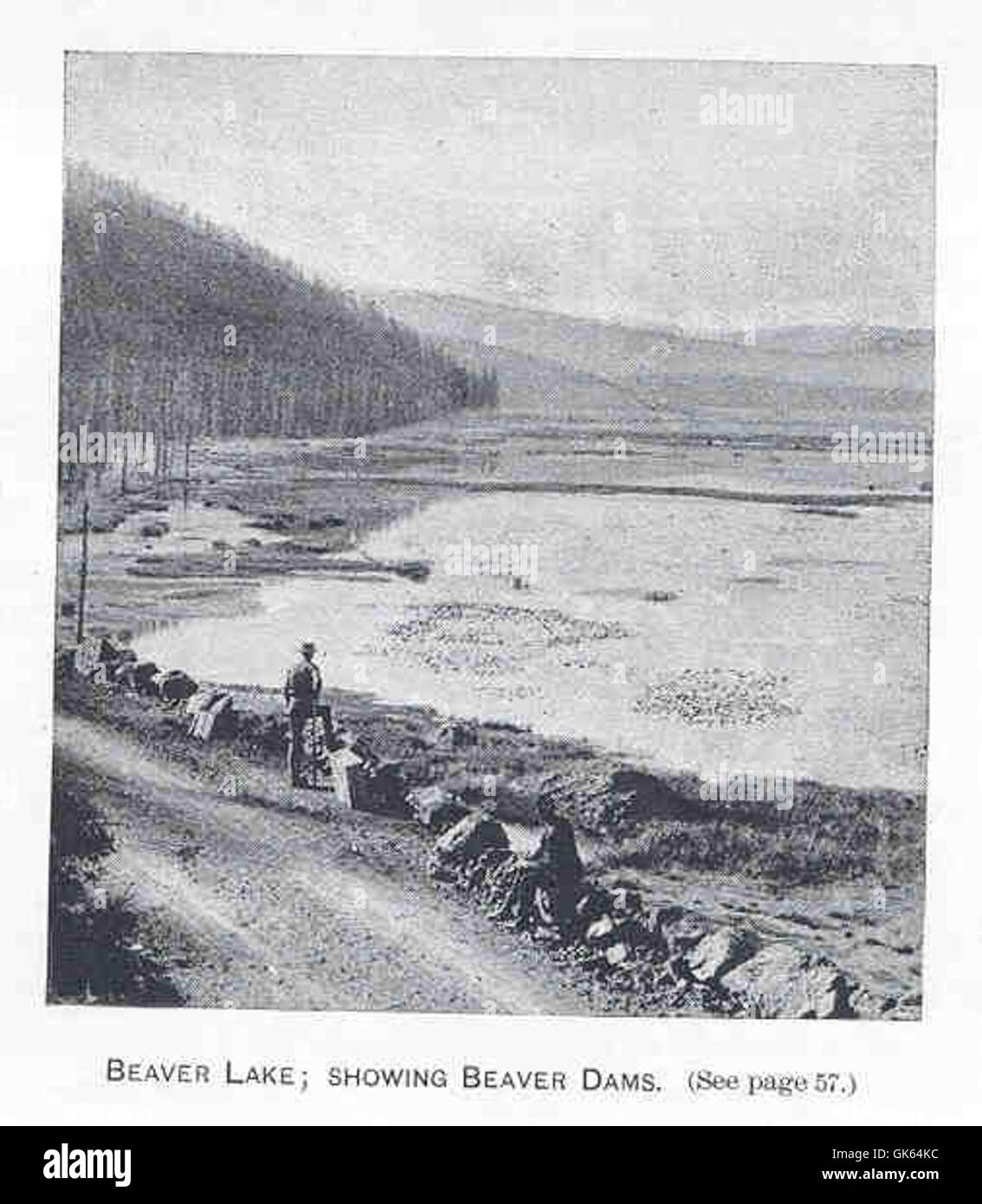 Beaver dams hi-res stock photography and images - Alamy