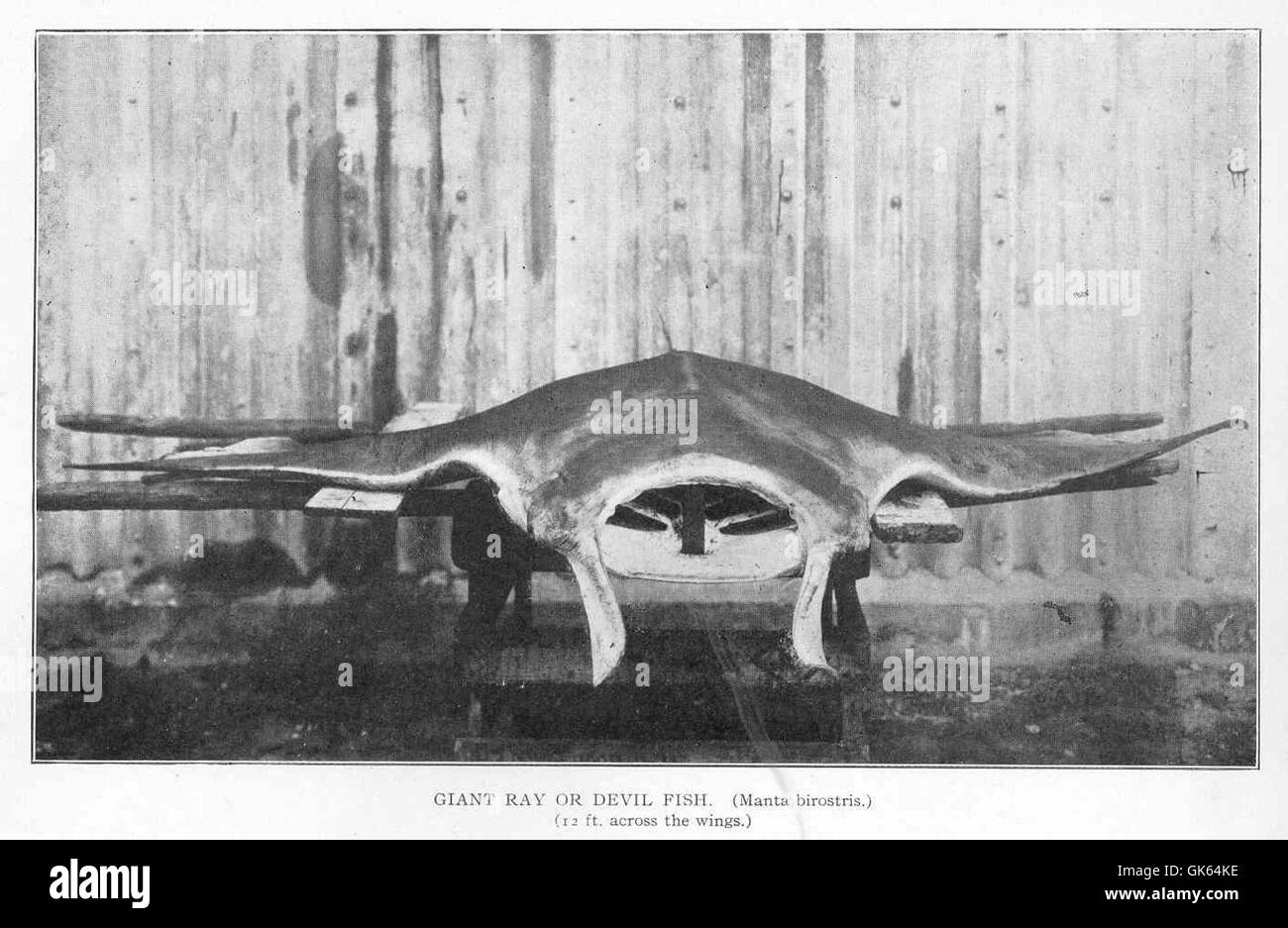 The Giant Ray, also known as the Devil Fish (Manta birostris), is one ...