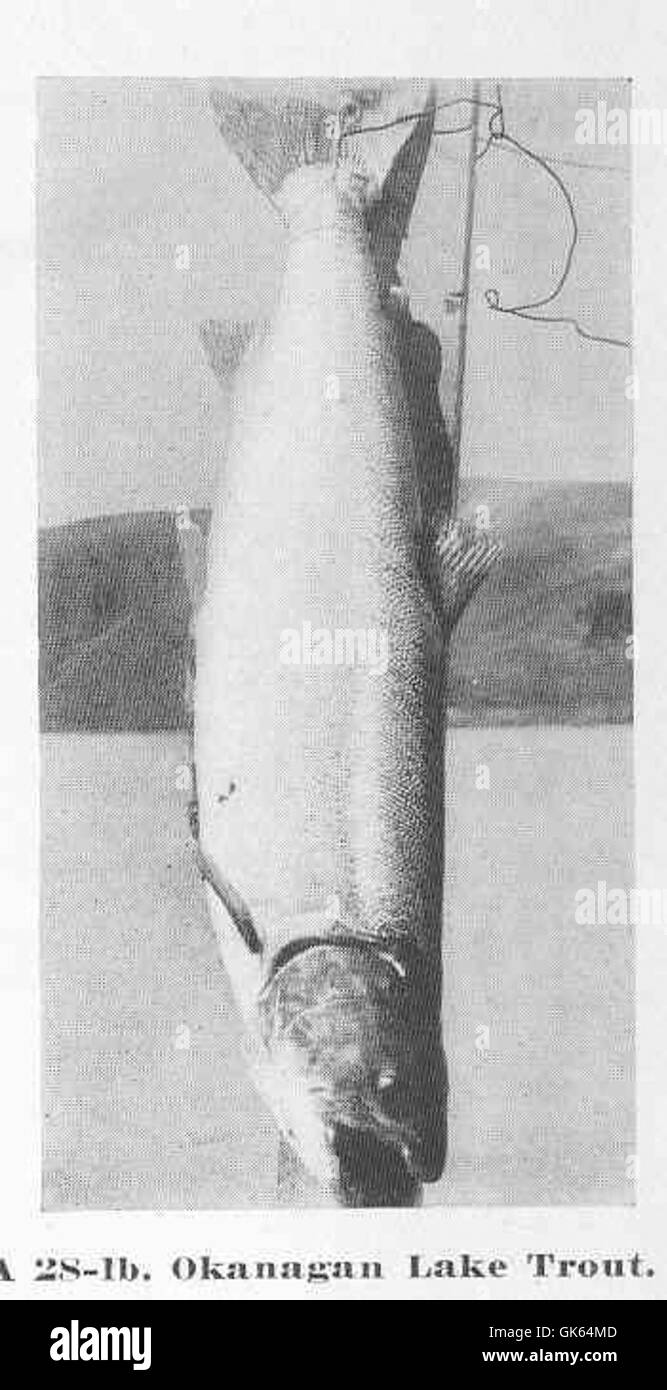 48981 28-lb Okanagan Lake trout Stock Photo - Alamy