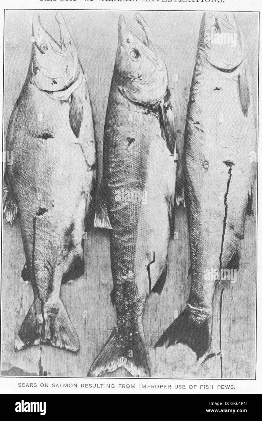 Fish scars hi-res stock photography and images - Alamy