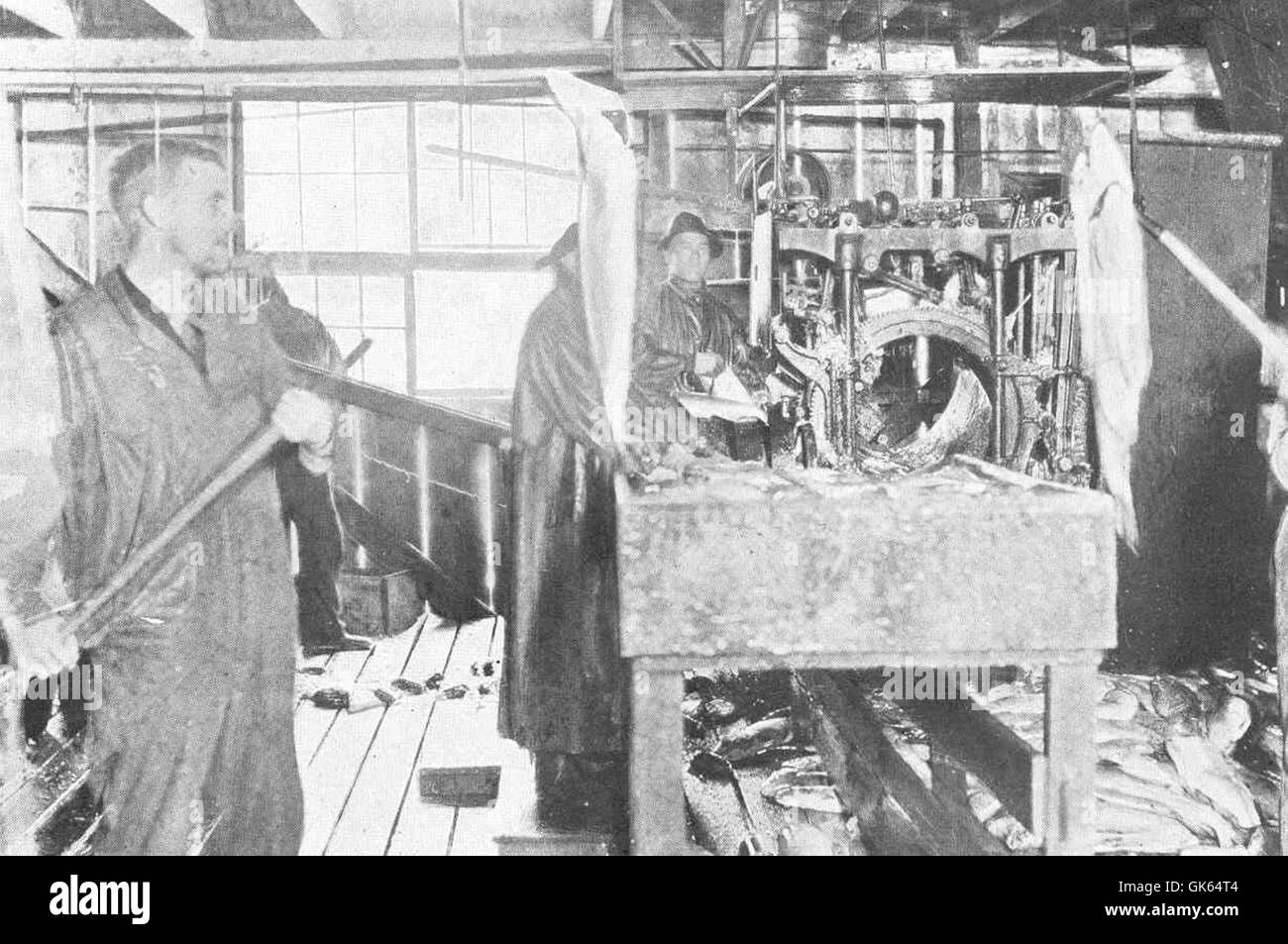 This image shows a mechanical process of feeding salmon into an iron ...