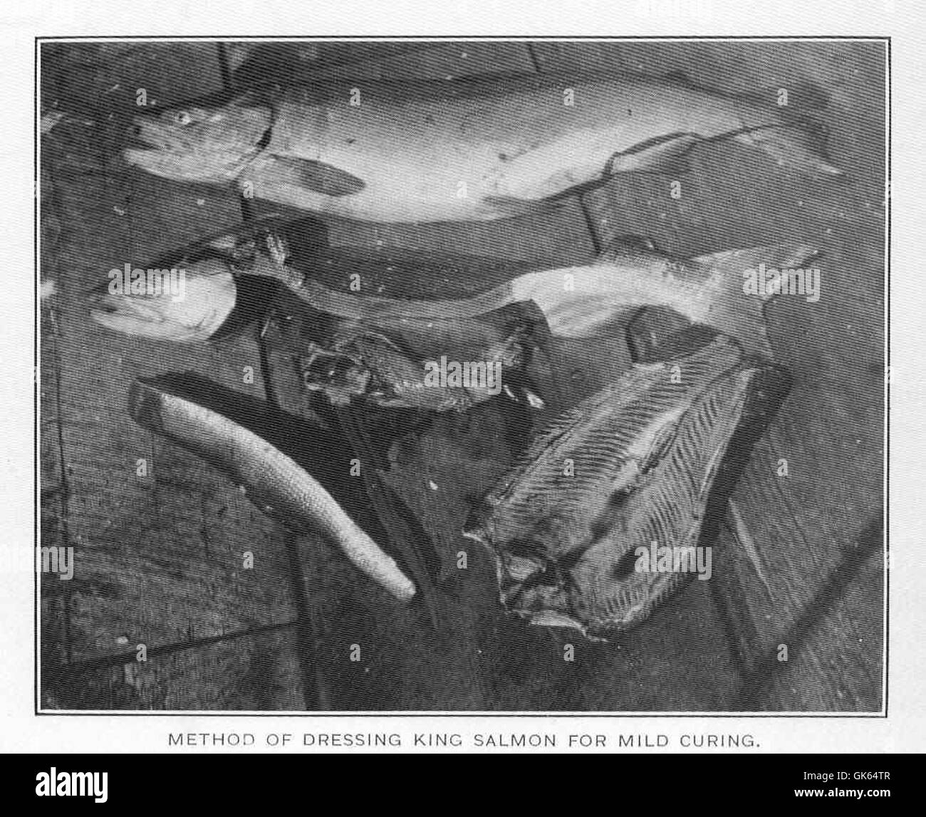 Demonstrating a method of dressing king salmon for mild curing ...