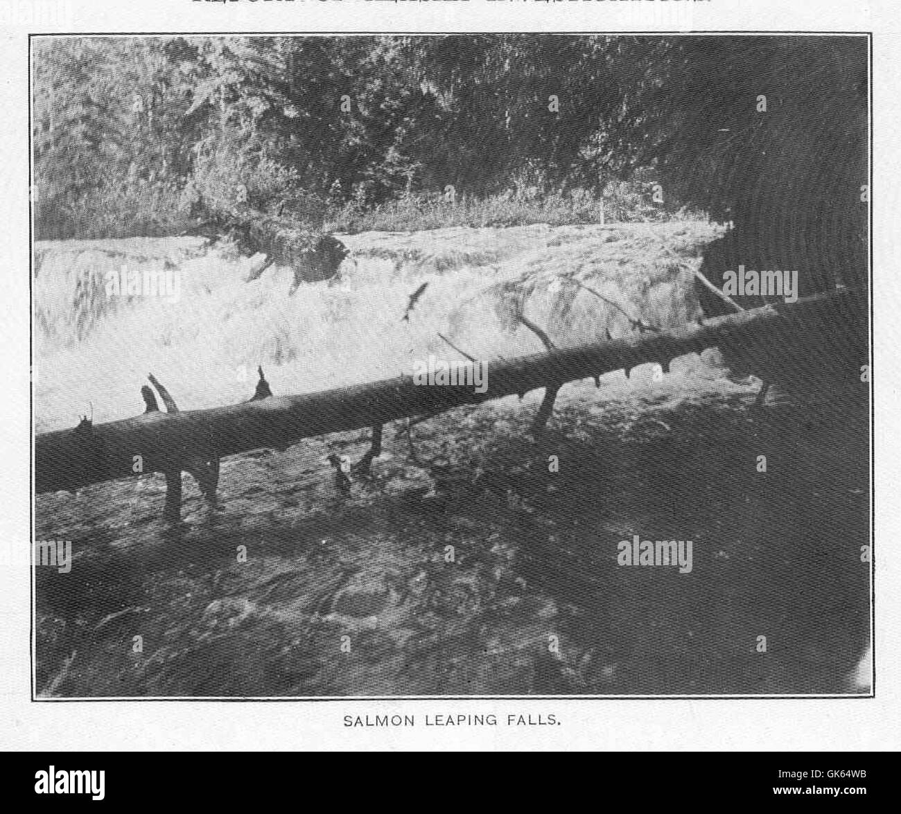 Salmon leaping falls captures the iconic image of salmon migrating ...