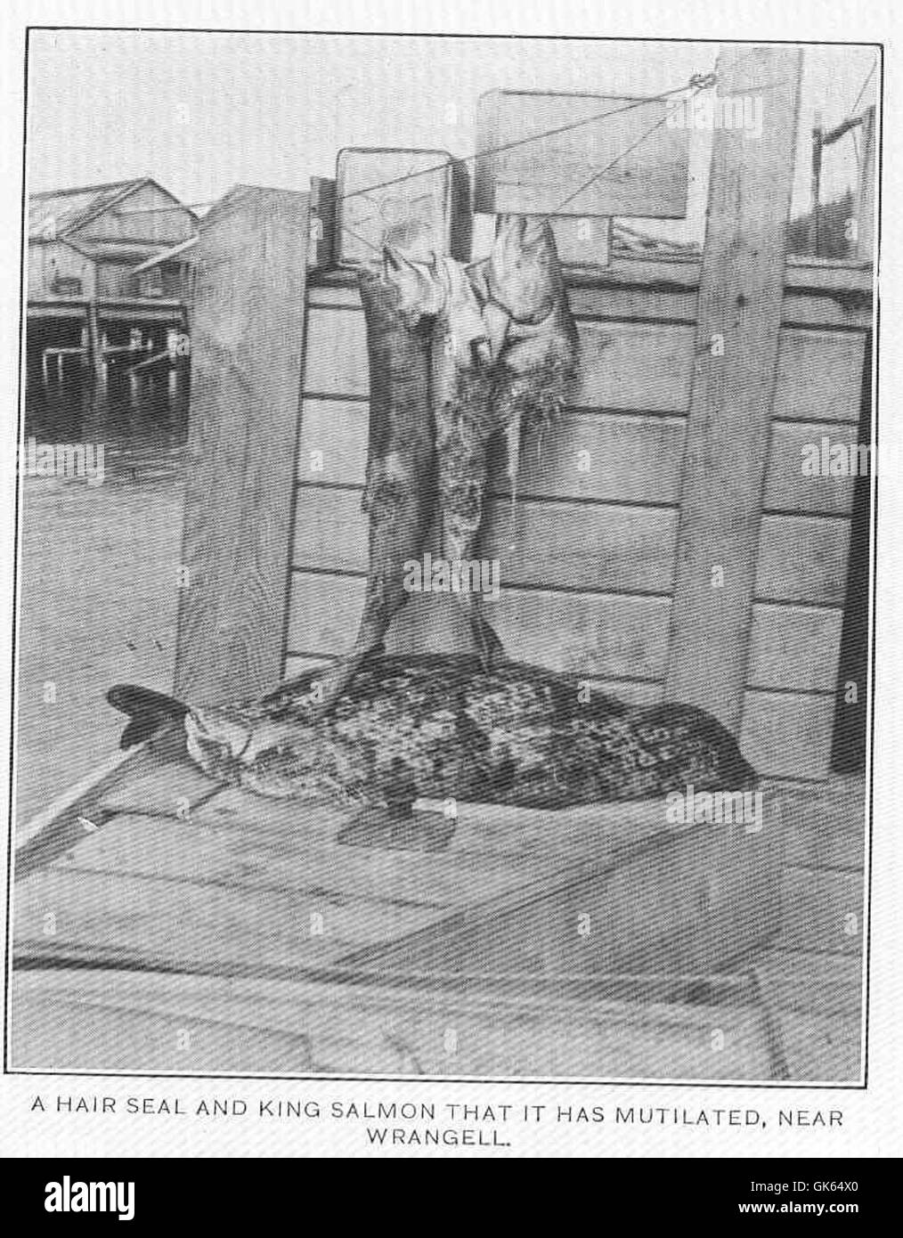 Aquatic predator prey Black and White Stock Photos & Images - Alamy