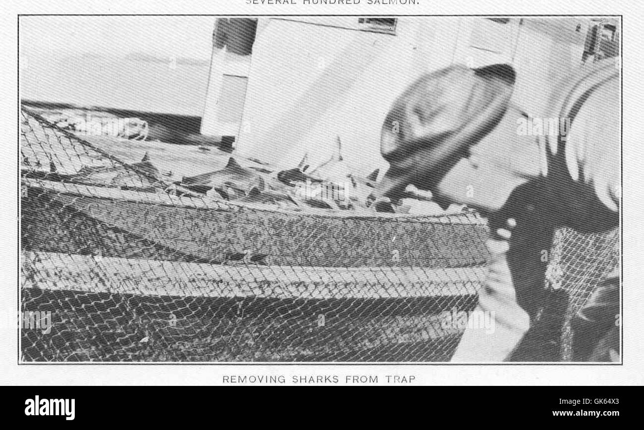 This image illustrates the process of safely removing sharks from ...