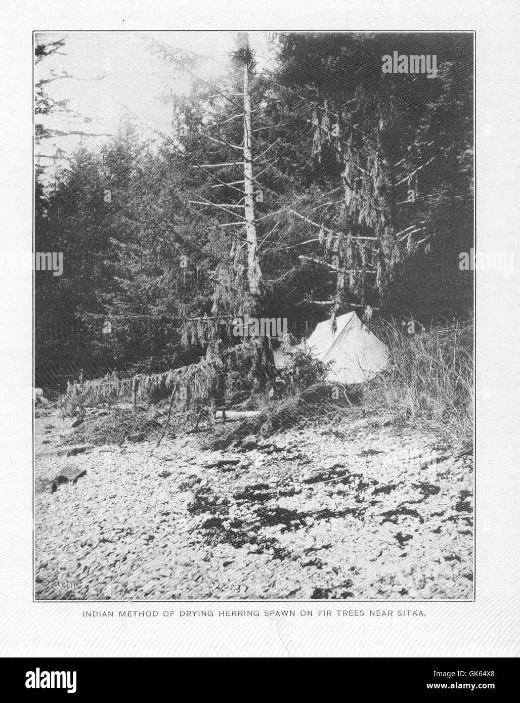 This image illustrates an indigenous method of drying herring spawn on ...