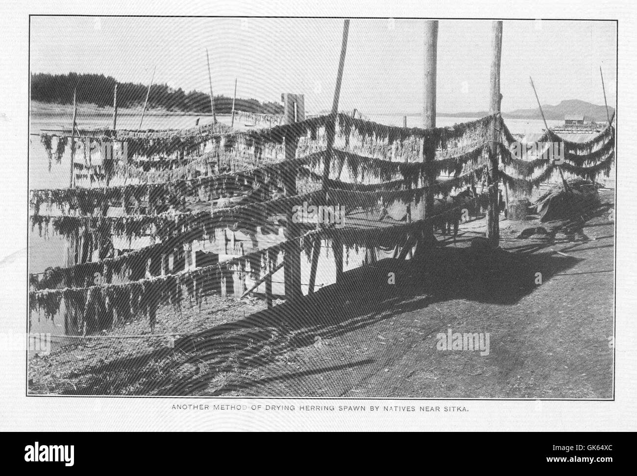 A traditional method of drying herring spawn by native people near ...