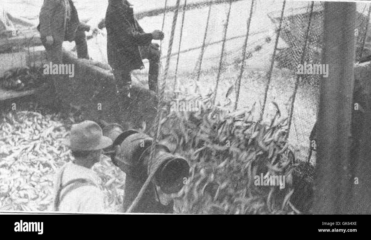 Herring are being brailed from a purse seine net, a method used in ...
