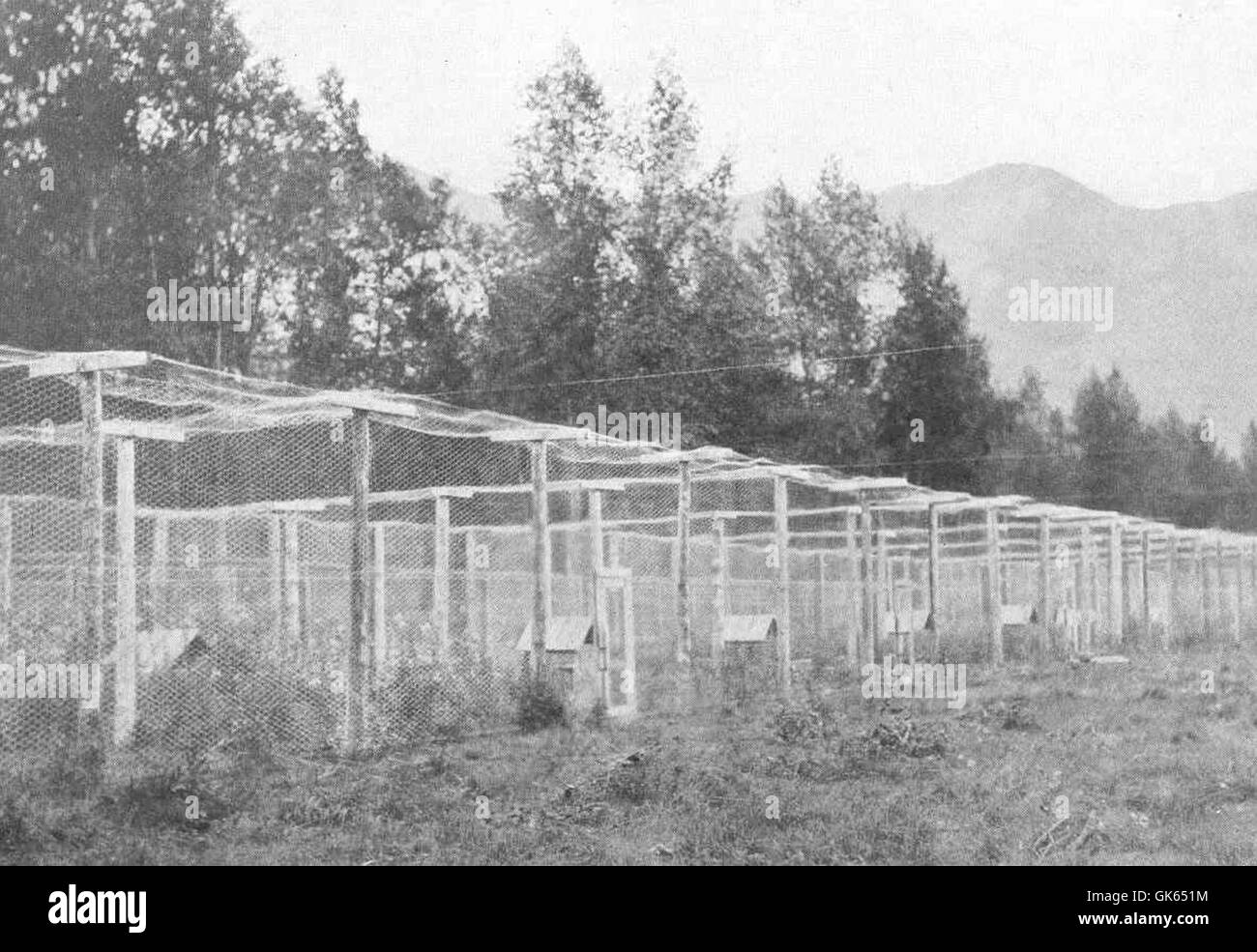 This image shows the interior of a fox ranch, with breeding pens on one ...