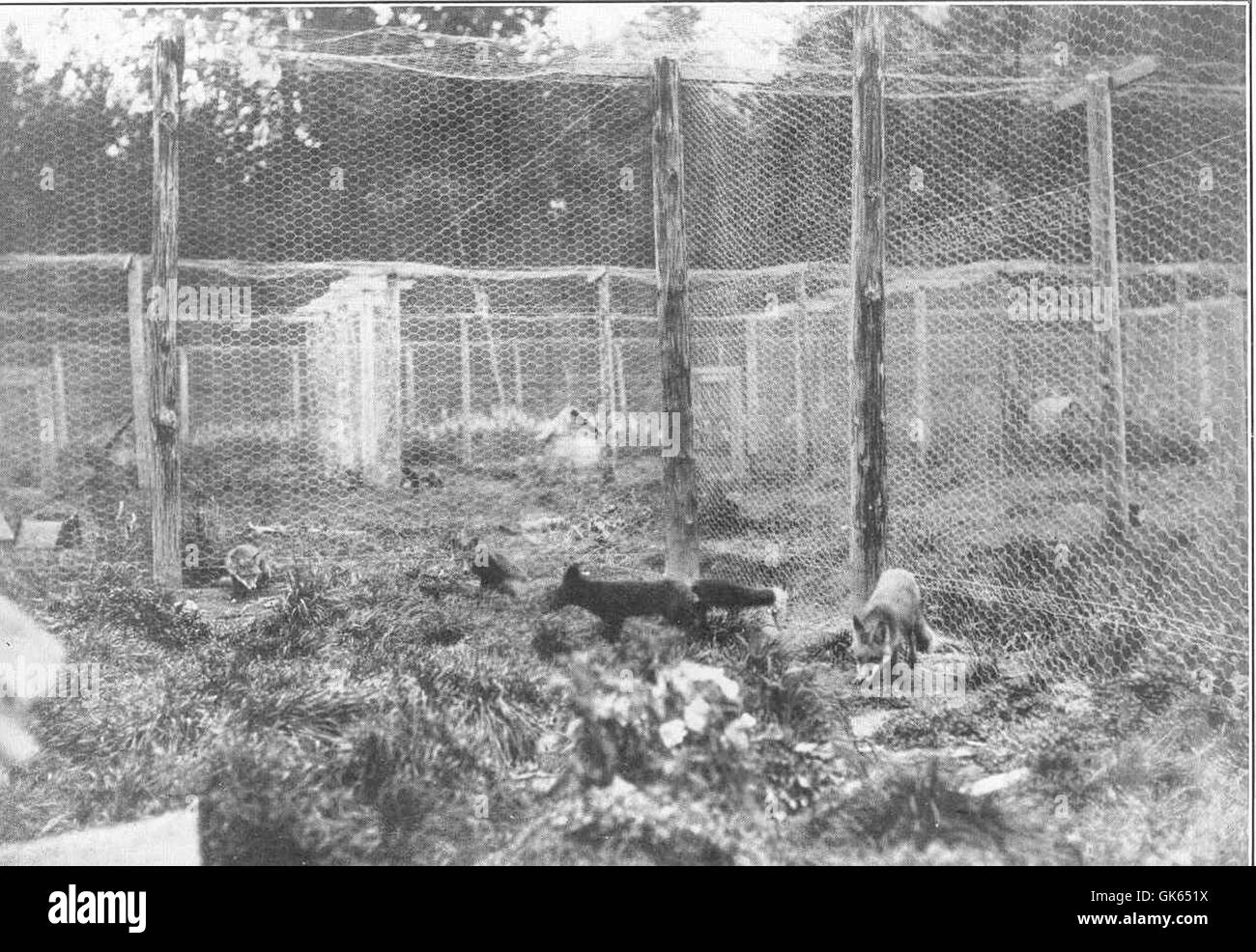 The interior of a corral is shown here with black and cross foxes ...