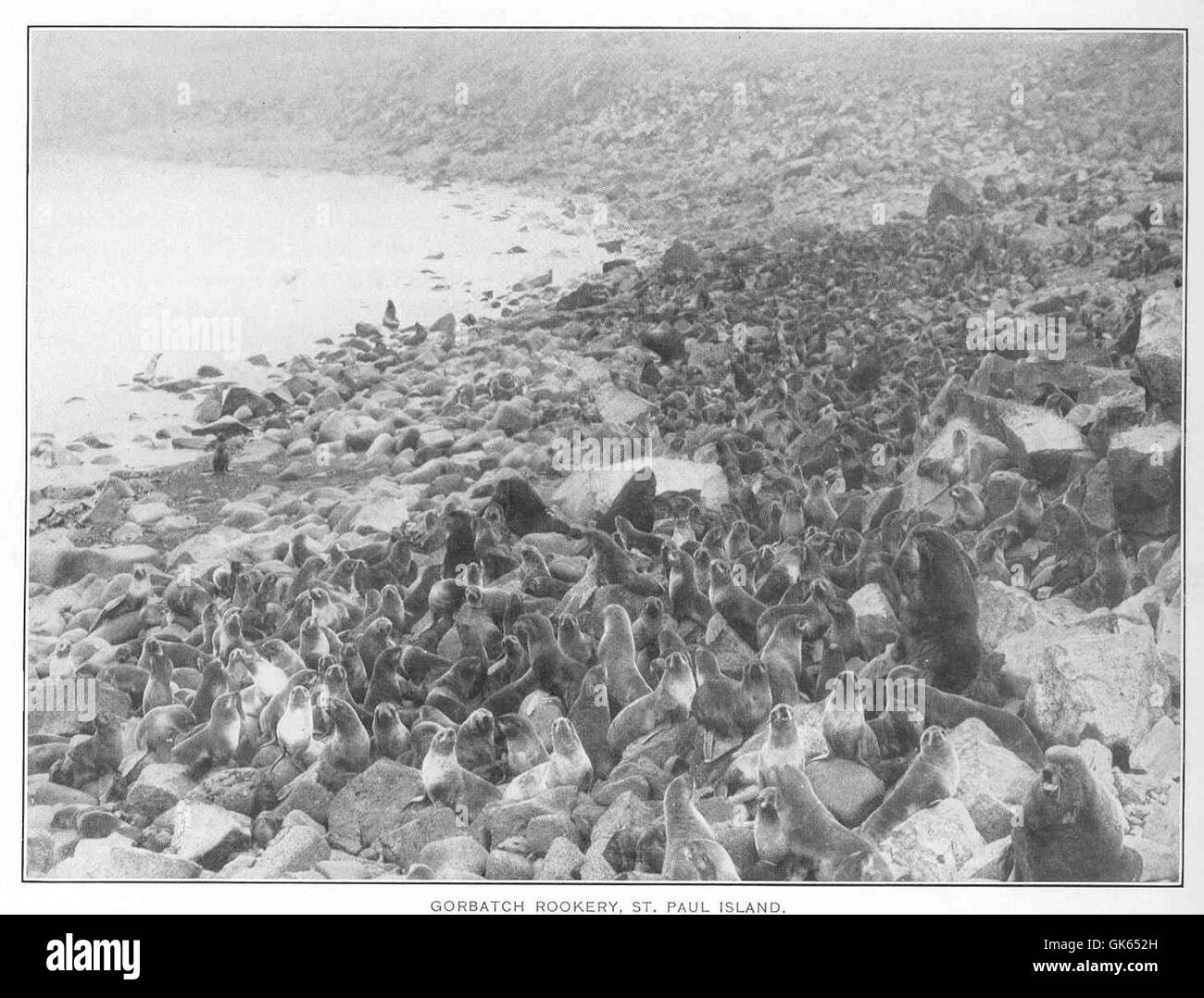 Large seabird colony Black and White Stock Photos & Images - Alamy
