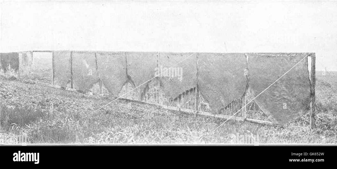 The native method of curing sea lion skins, practiced on the Pribilof ...