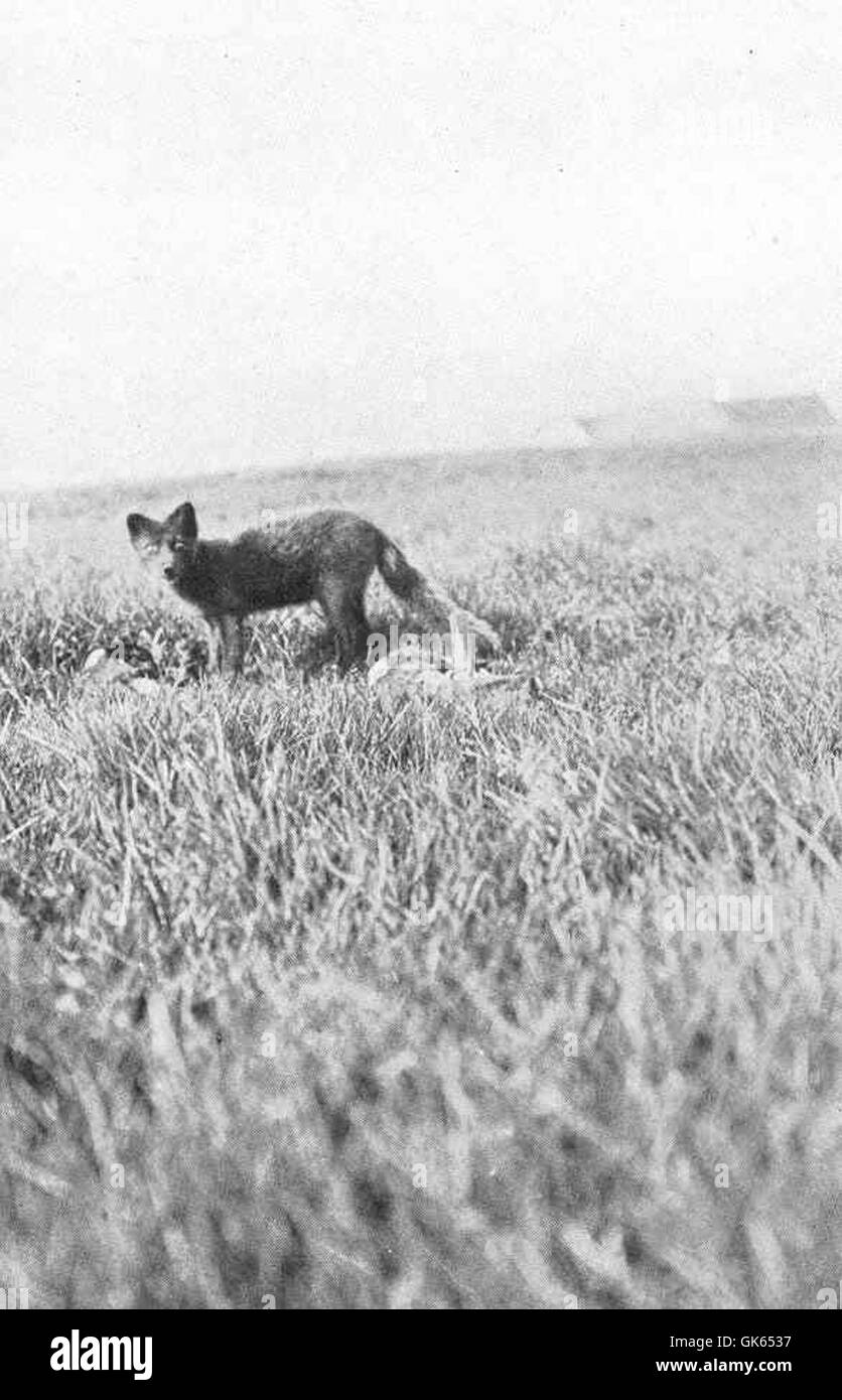 The wild blue fox on St. George Island is an important species in the ...