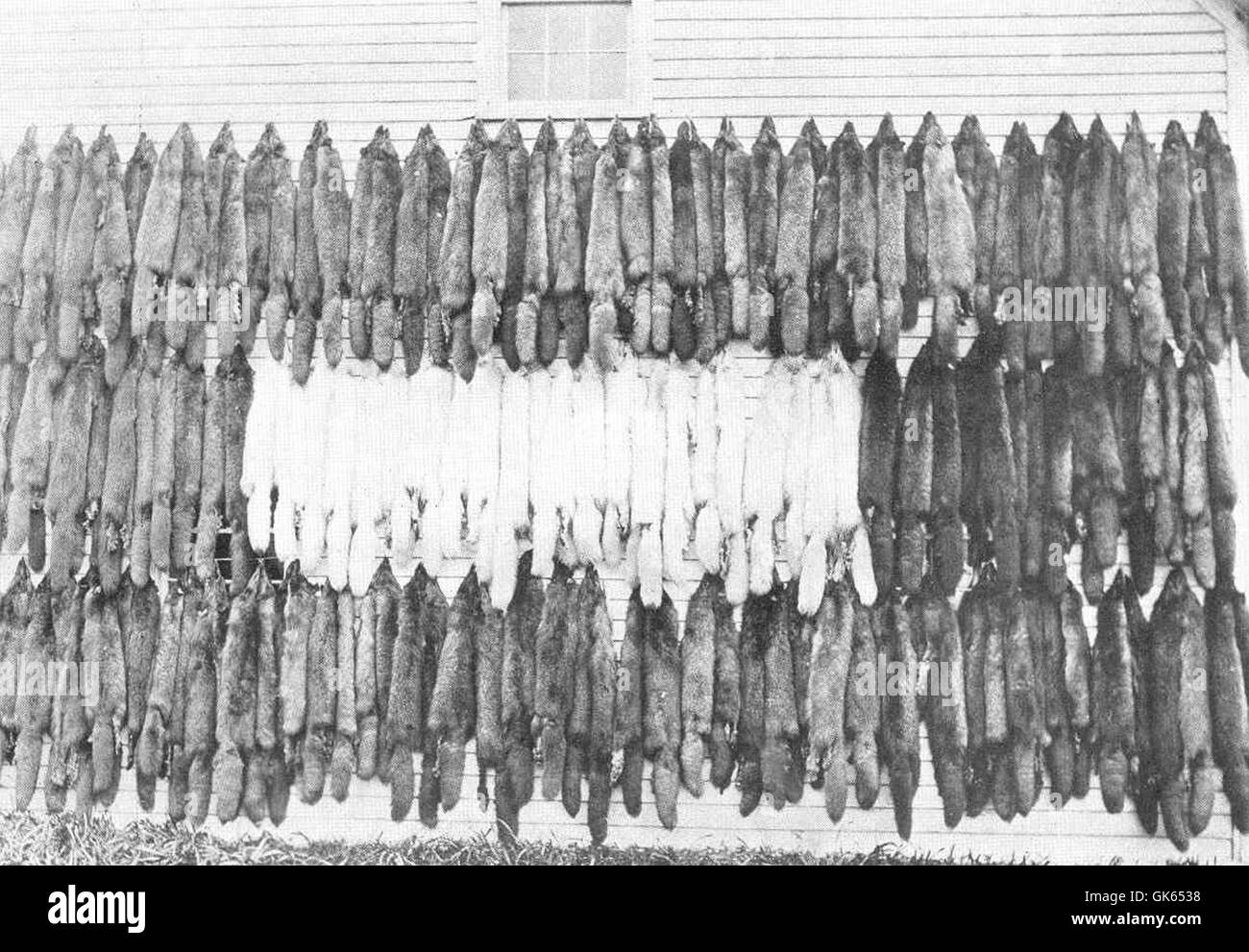 This image depicts a seasonal harvest of 175 blue and white foxes from ...